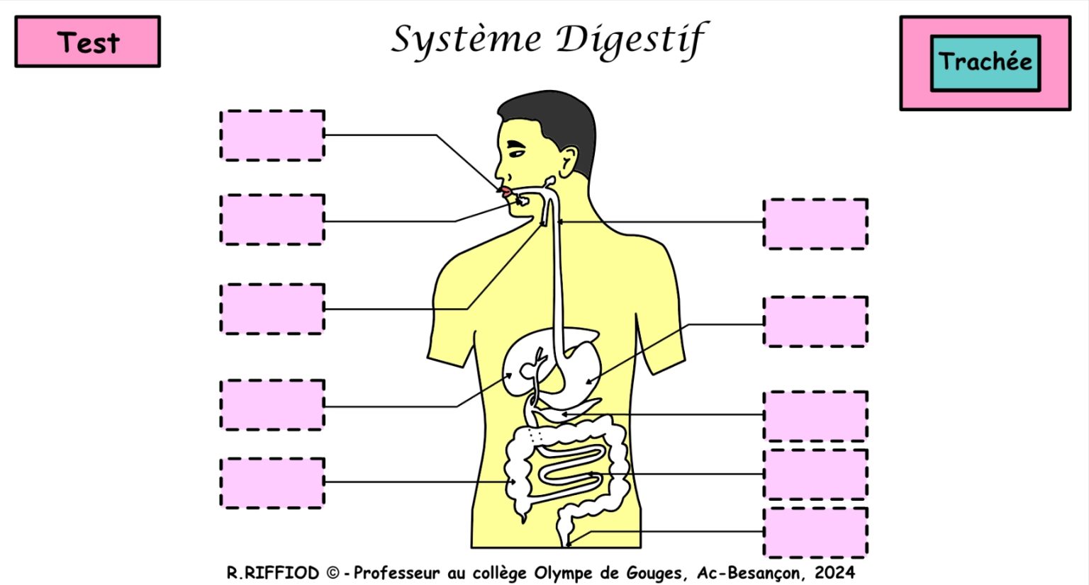 Appareil digestif de l’homme version HTML 5[mise à jour 03/02/24] – SVT ...
