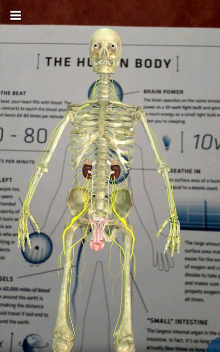 Etude du plan d’organisation avec Anatomy 4D – SVT – Académie de Besançon