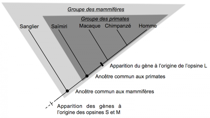 Bac ES/L 2018 – Métropole – SVT – Académie de Besançon