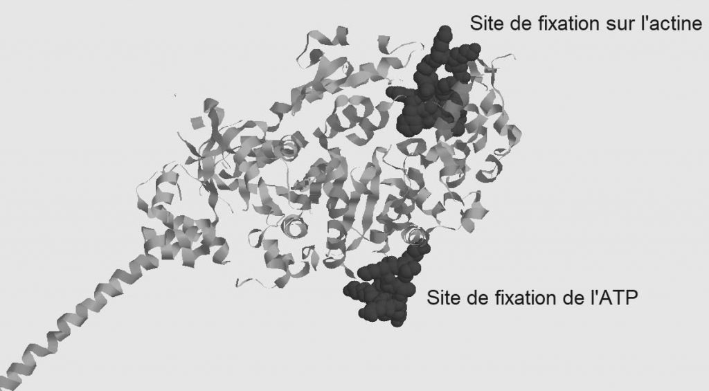 Bac Général Spé SVT – Session Juin 2021 – Métropole Sujet 1 – SVT ...