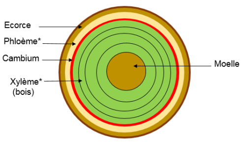 DNB Septembre 2022 – Polynésie – SVT – Académie de Besançon