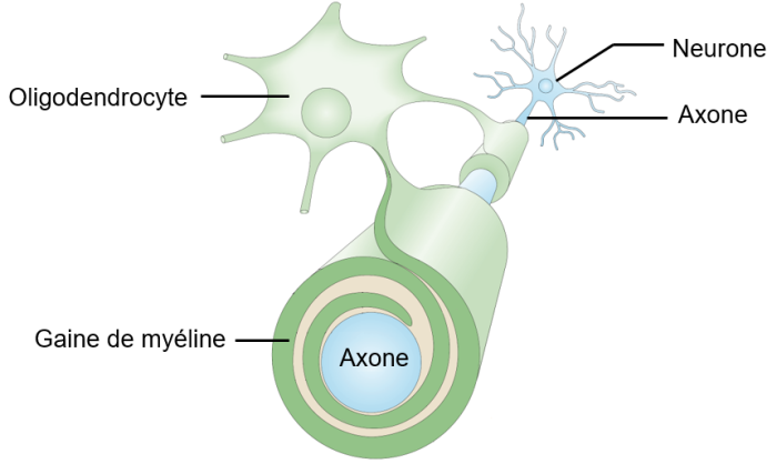 Bac Général Spé SVT 2023 – La Réunion Sujet 1 – SVT – Académie de Besançon