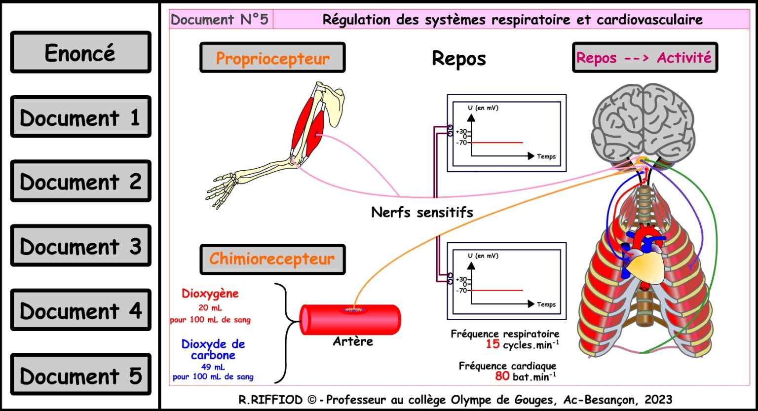 Le corps humain et la santé – SVT – Académie de Besançon