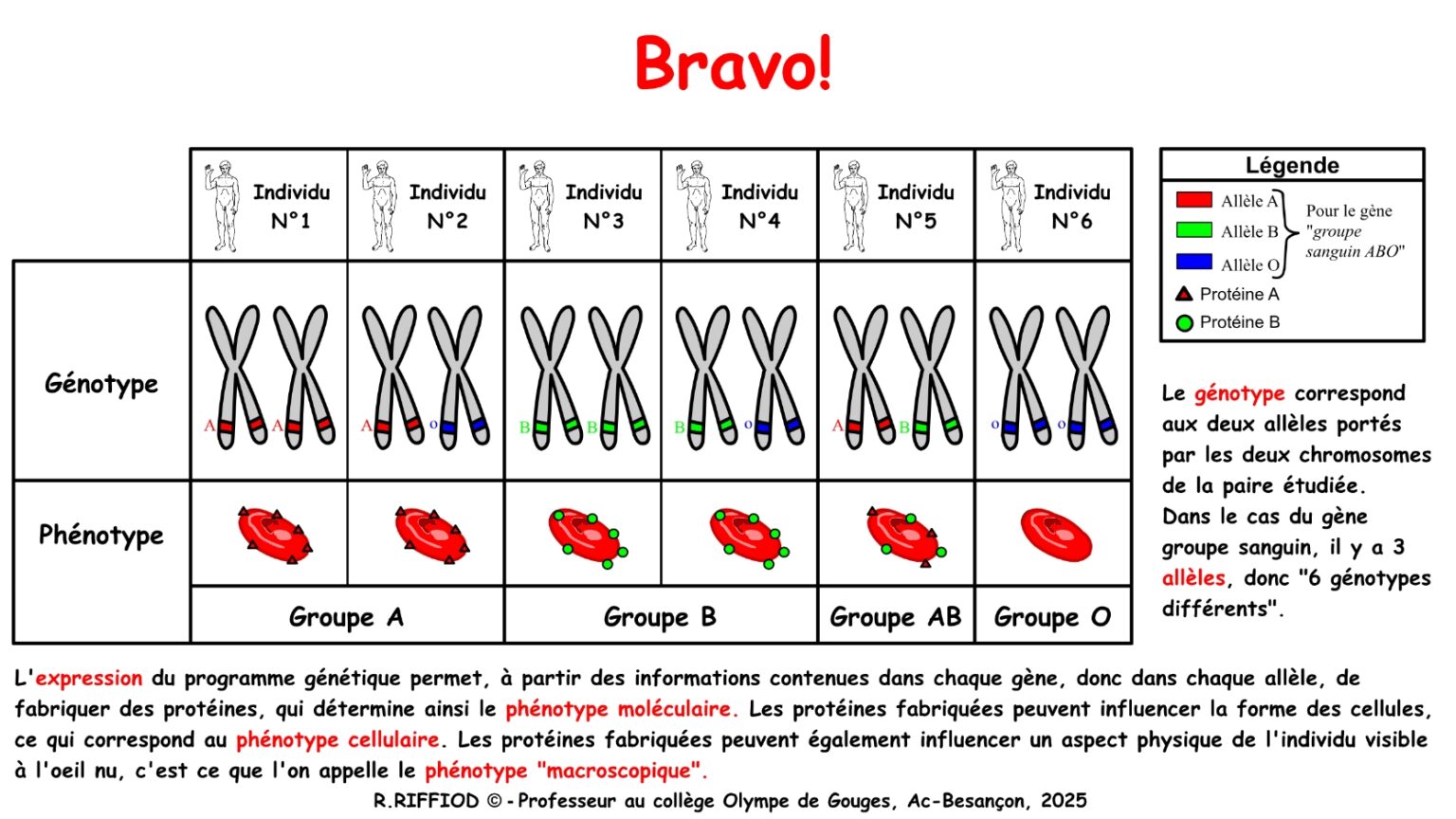 Application « Gène groupe sanguin ABO » version HTML5 – SVT – Académie ...